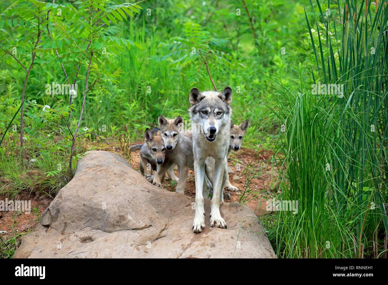 Minnesota wolves hi-res stock photography and images - Alamy