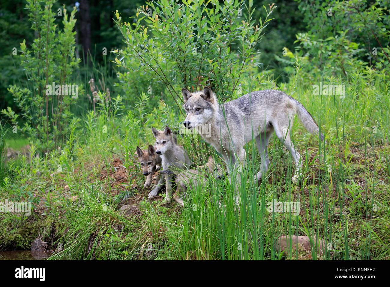 Gray wolves (Canis lupus), adult with young animals in meadow, Pine ...