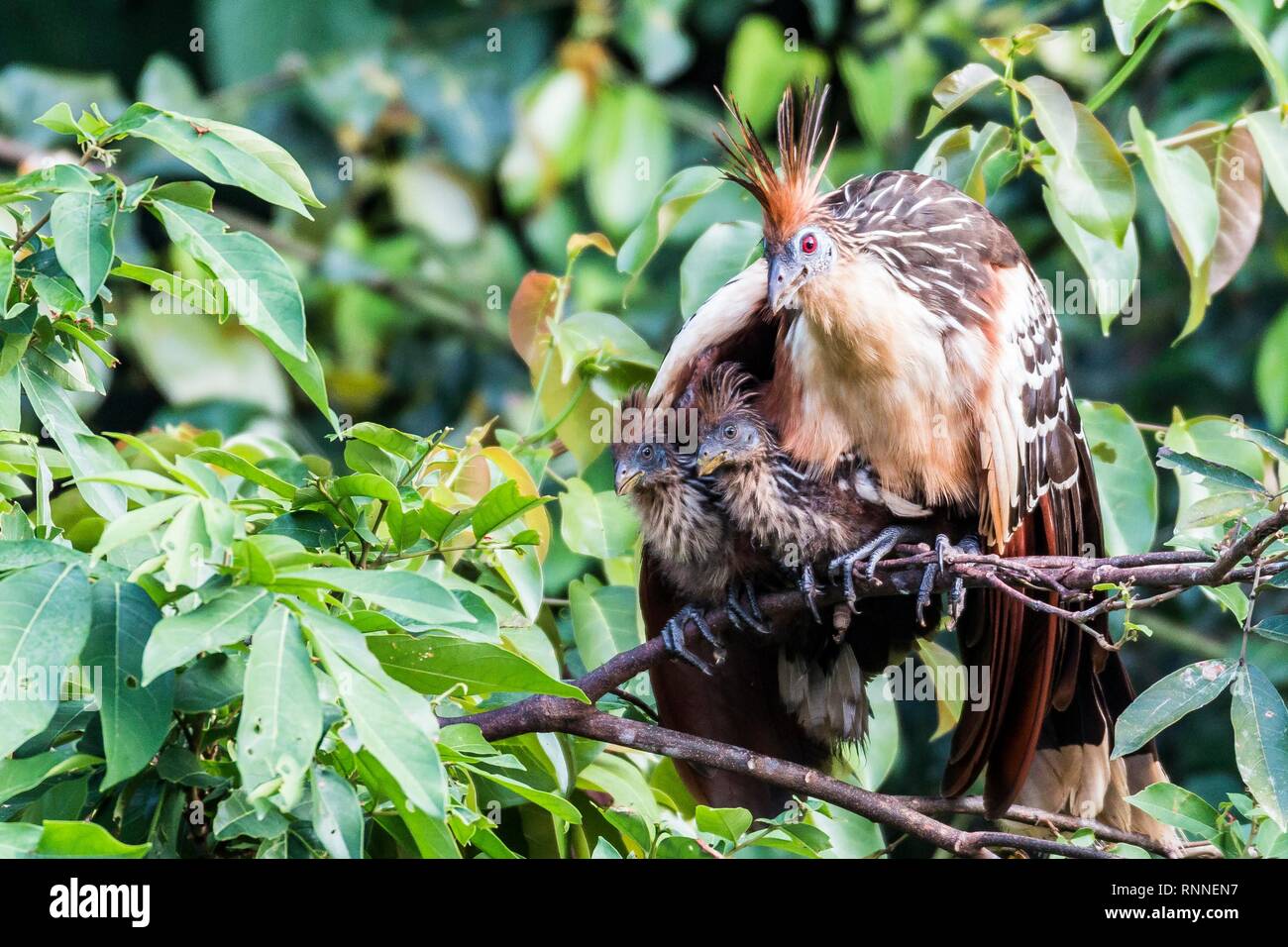 Opisthocomus hoazin young hi-res stock photography and images - Alamy