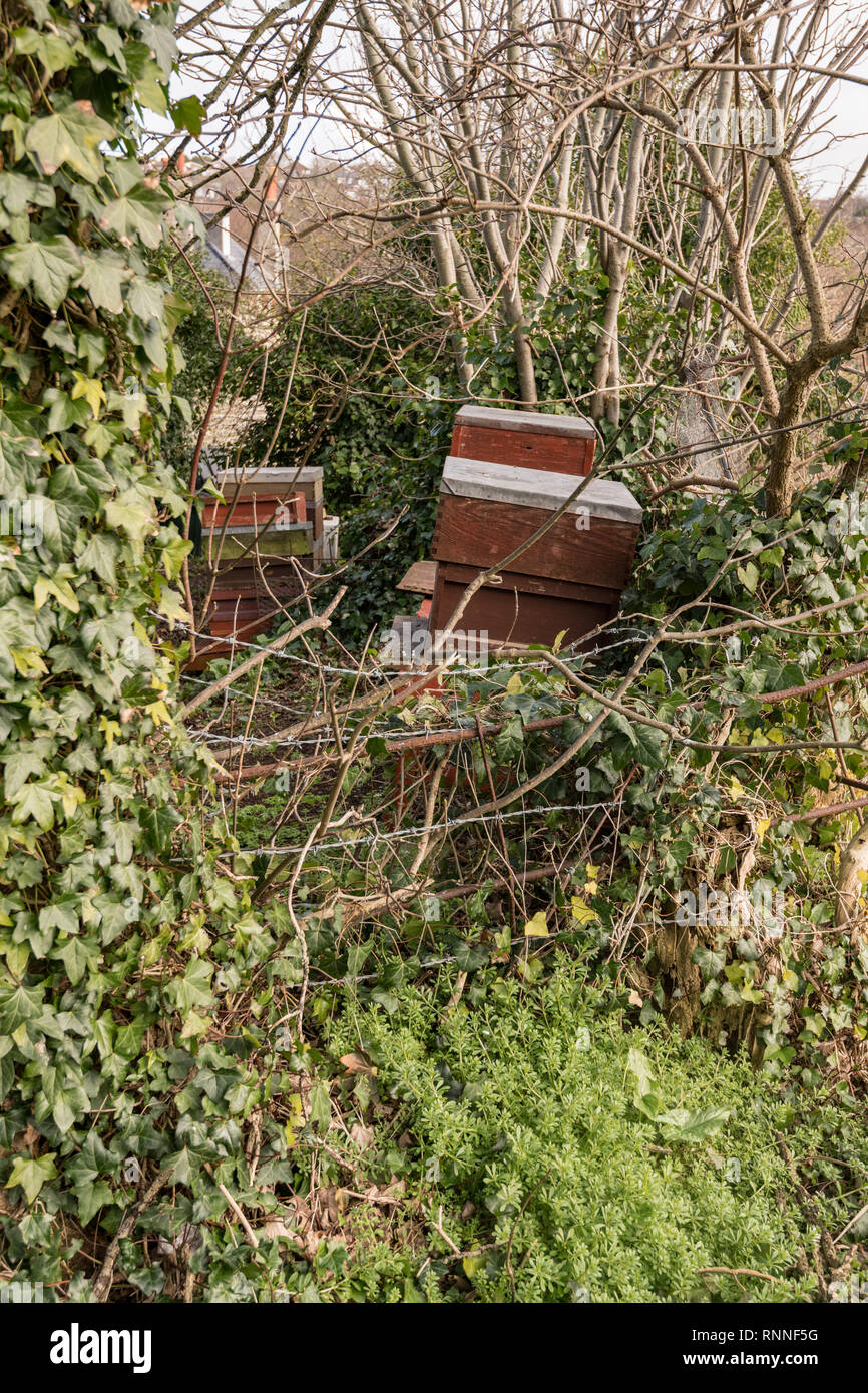 Apiary in overgrown woody glade hi-res stock photography and images - Alamy