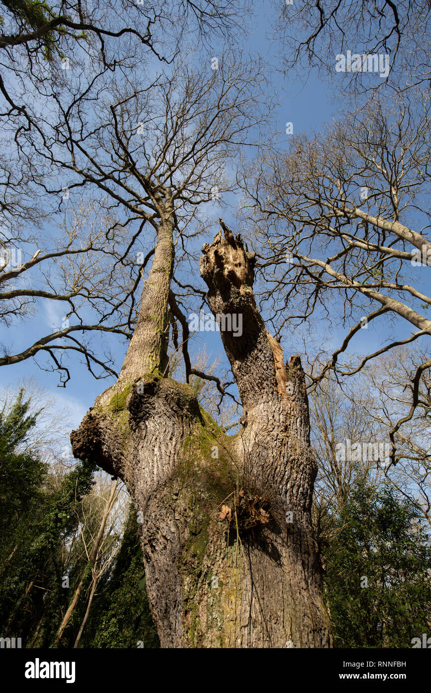 Below view of a tree Stock Photo - Alamy