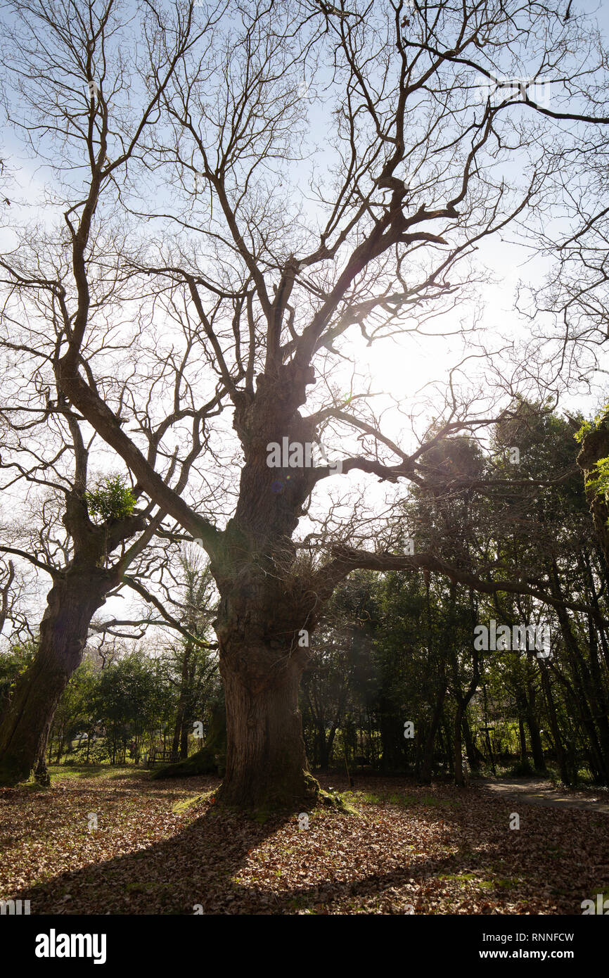Tree in a park Stock Photo - Alamy