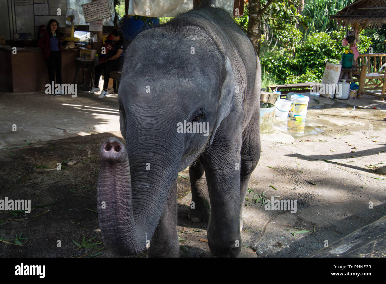 Phuket Blue Elephant High Resolution Stock Photography and Images - Alamy