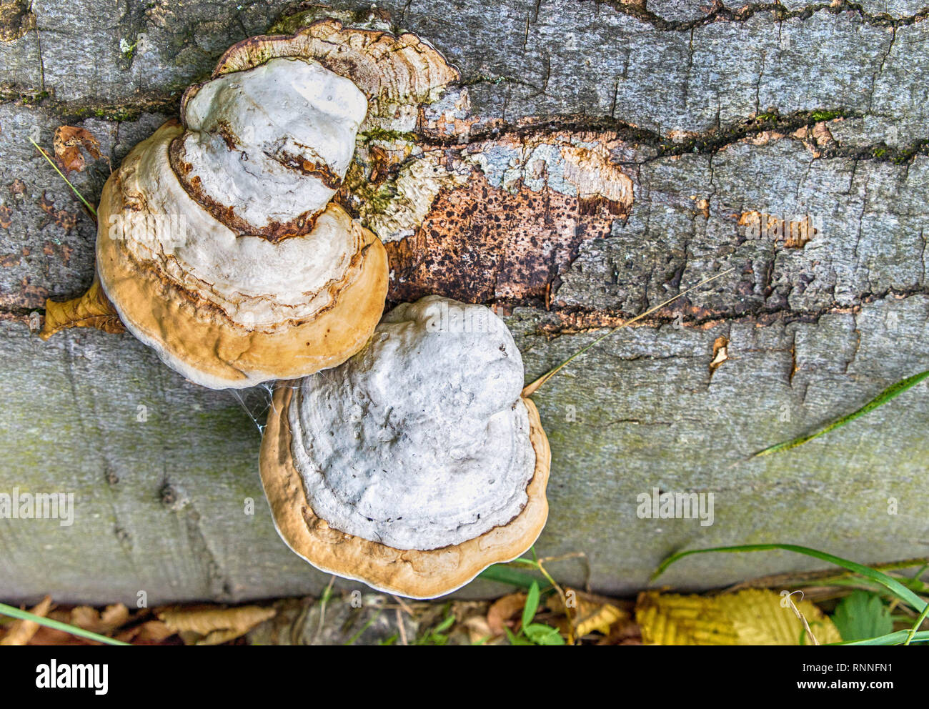 Mushroom on a tree Stock Photo - Alamy