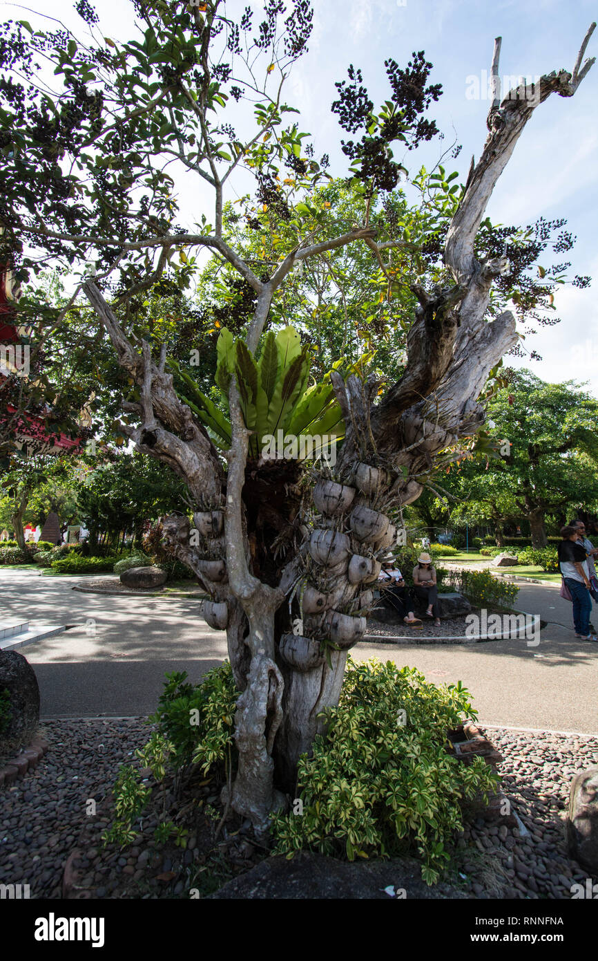Tree in Phuket Thailand Stock Photo - Alamy