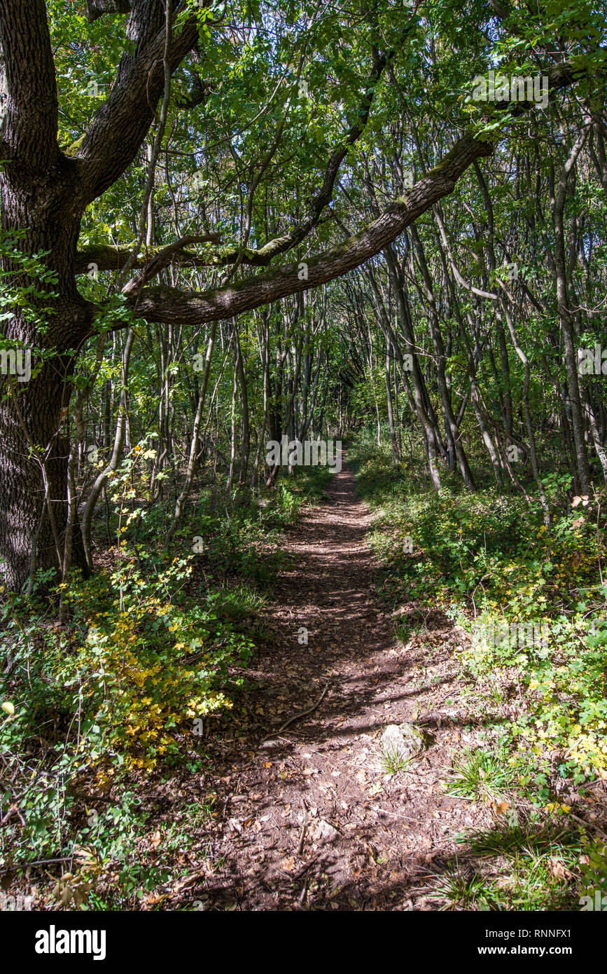 Deep autumn forest hi-res stock photography and images - Alamy