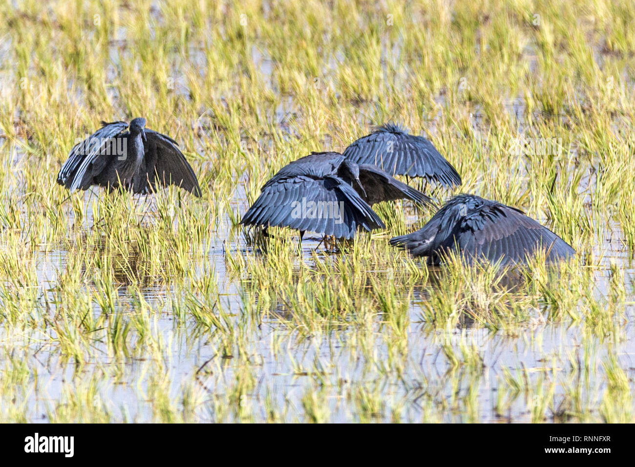 Black Herons, Egretta ardesiaca, aka black egret, hunting by creating ...