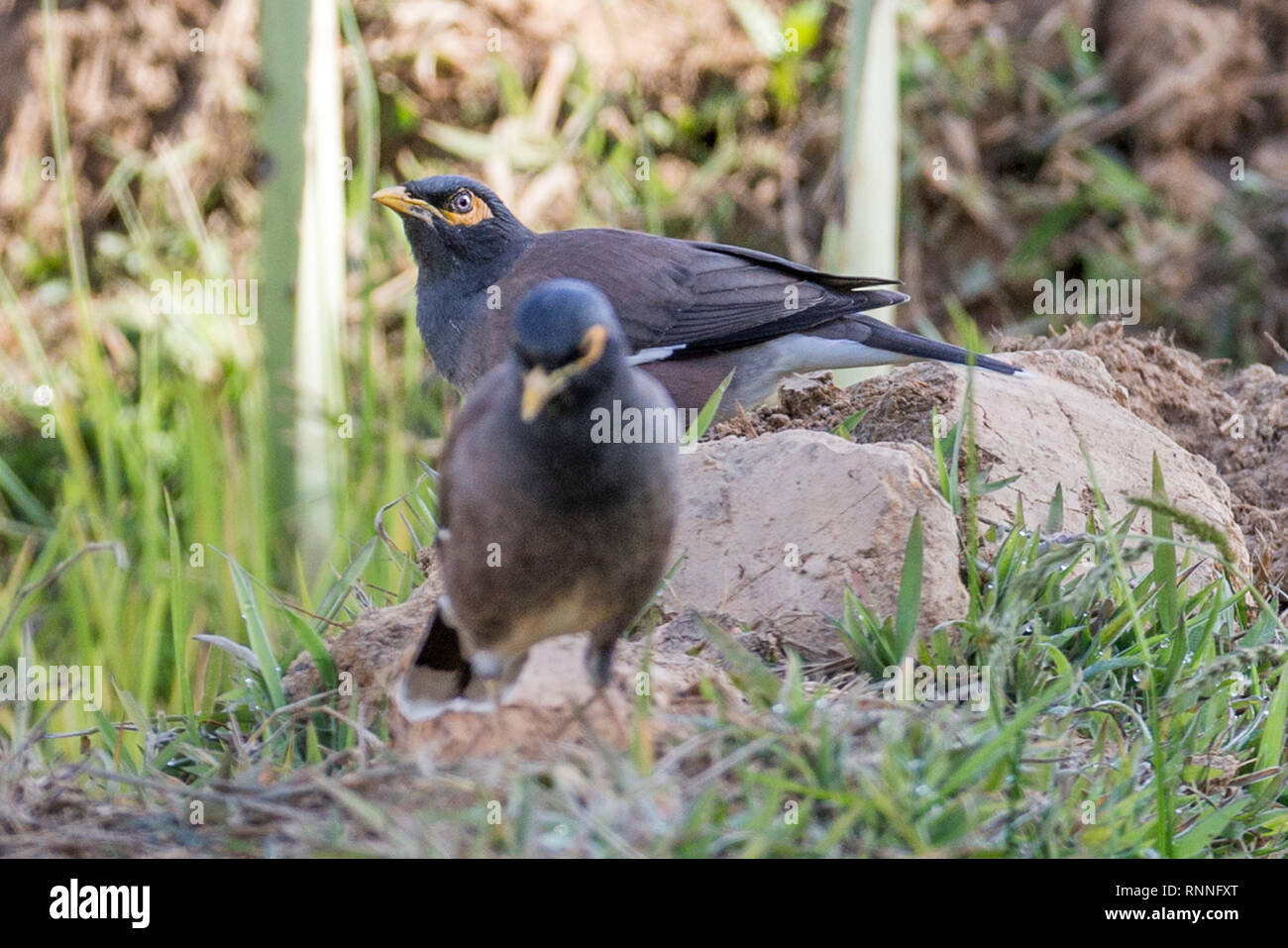 Common myna or Indian myna, Acridotheres tristis, sometimes spelled ...