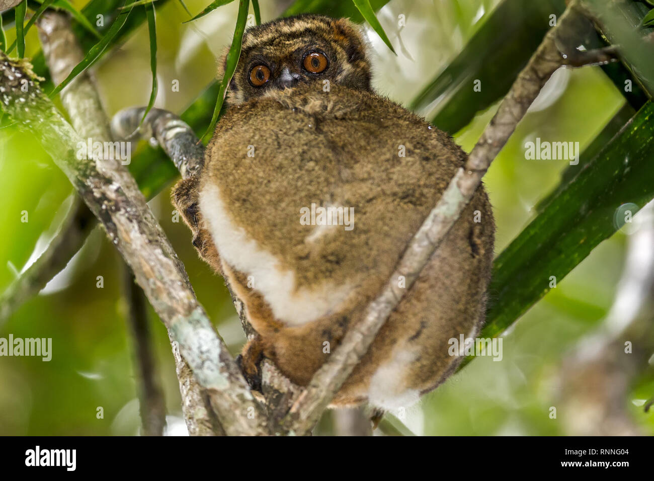 Eastern woolly lemur, Avahi laniger, aka woolly avahis or woolly indris ...