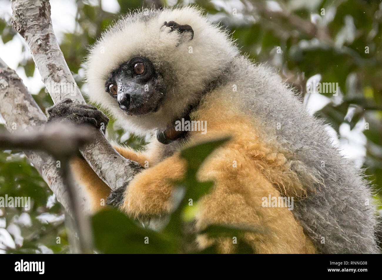 Diademed Sifaka aka diademed simpona, (Propithecus diadema) Lemur with ...