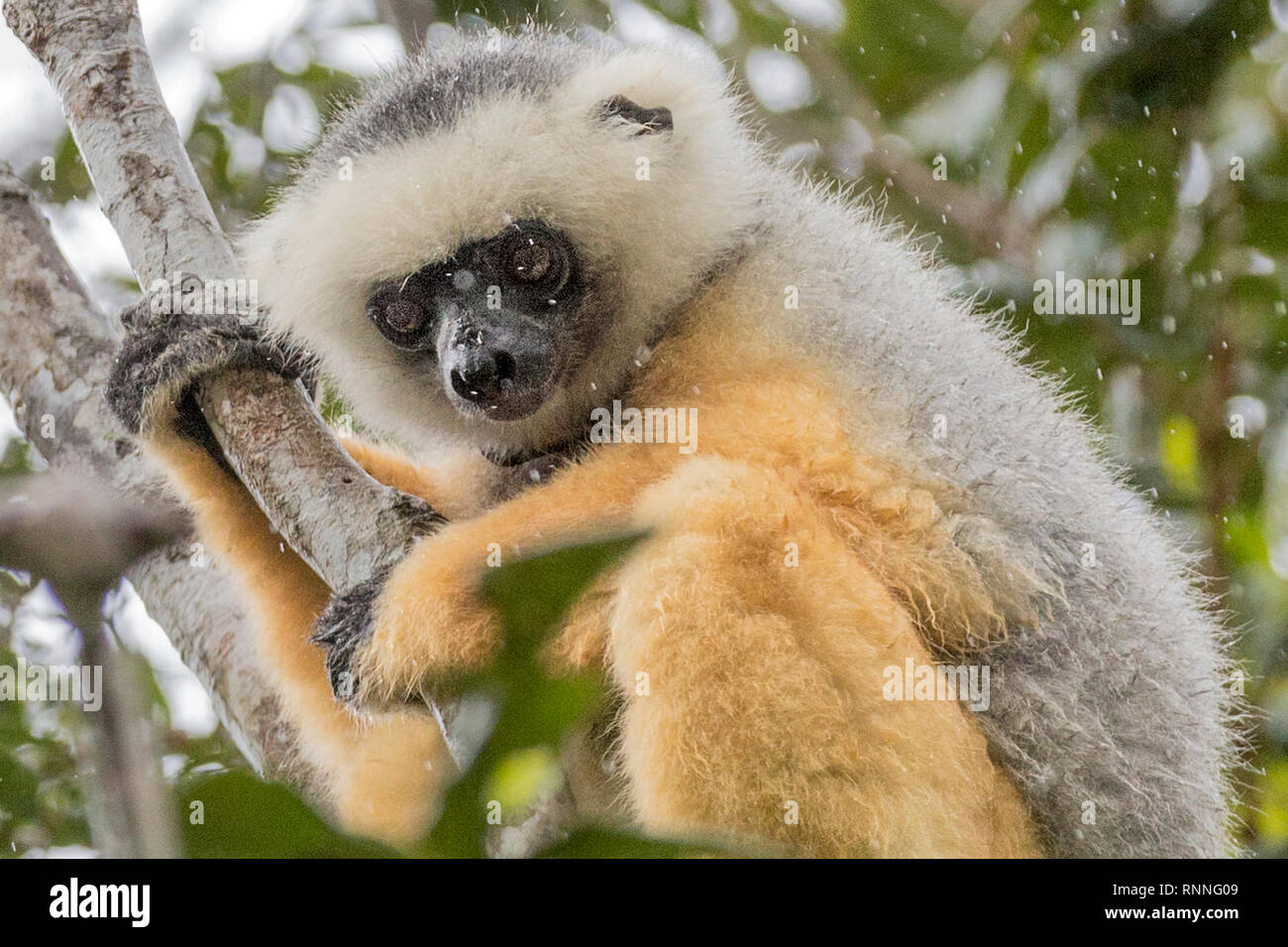 Diademed Sifaka aka diademed simpona, (Propithecus diadema) Lemur with ...