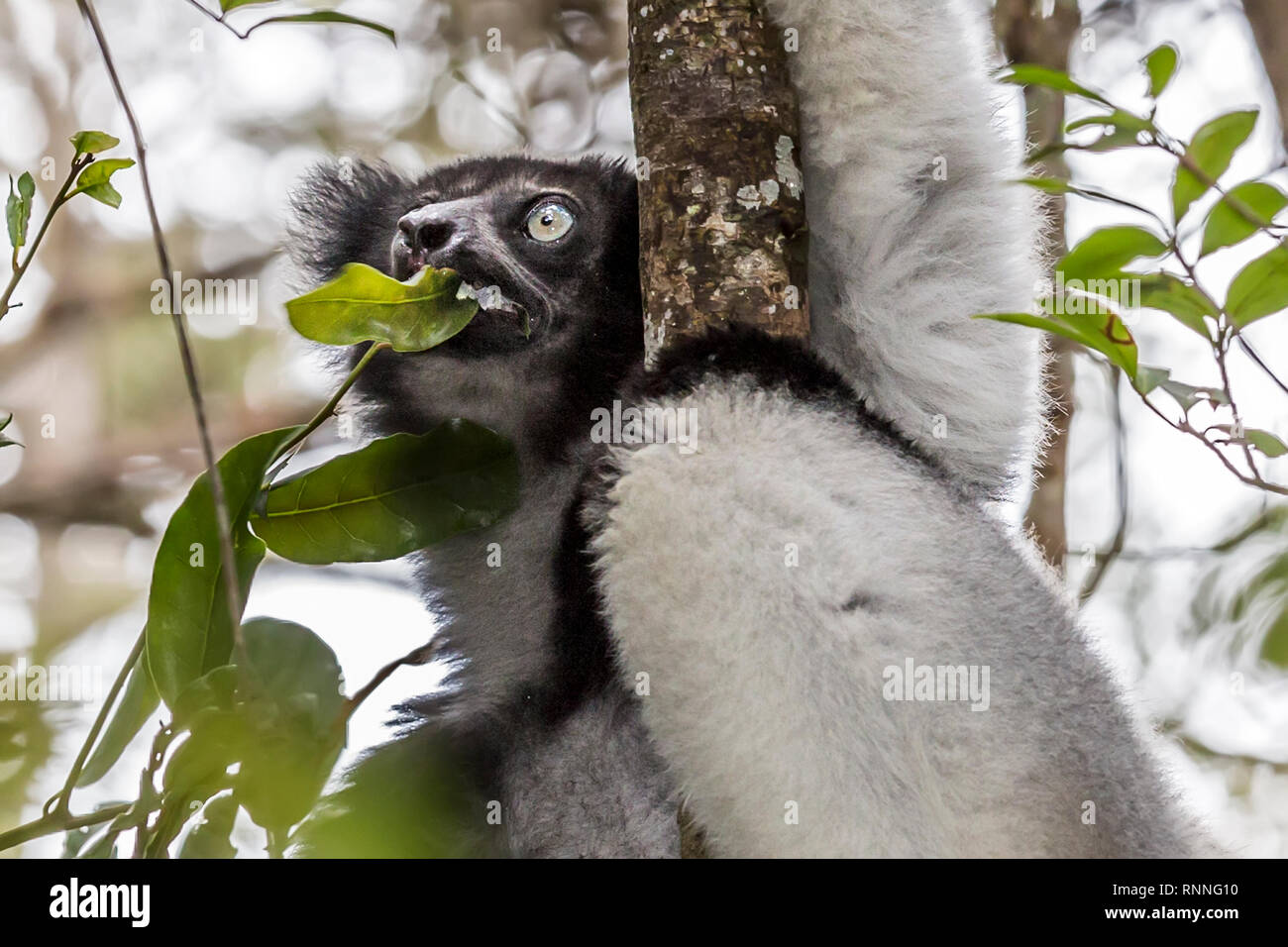 Indri Lemur, aka babakoto,Tonga Soa Reserve, Andasibe-Mantadia National ...