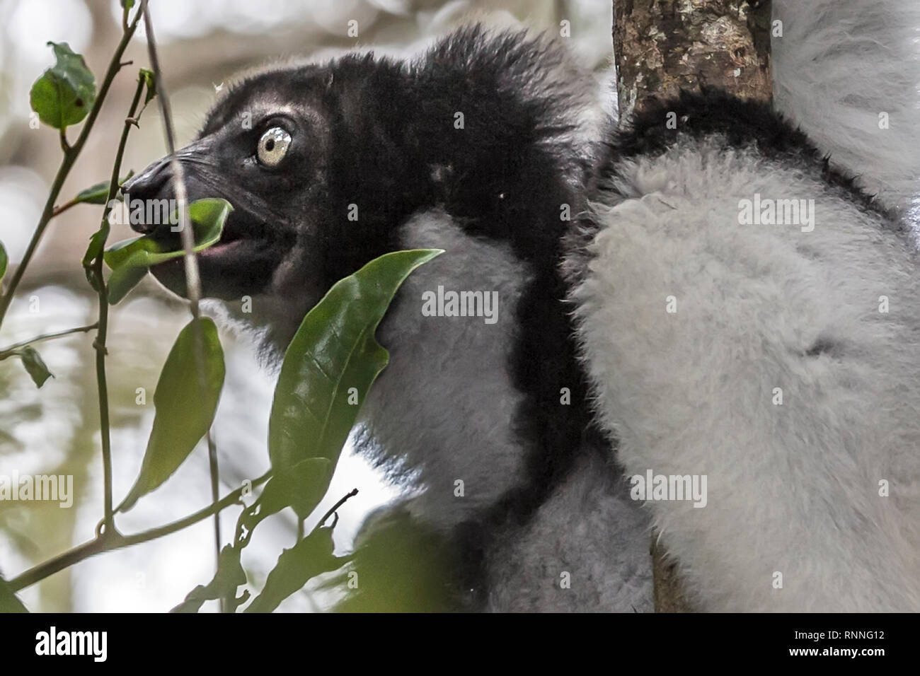 Indri Lemur, aka babakoto,Tonga Soa Reserve, Andasibe-Mantadia National ...