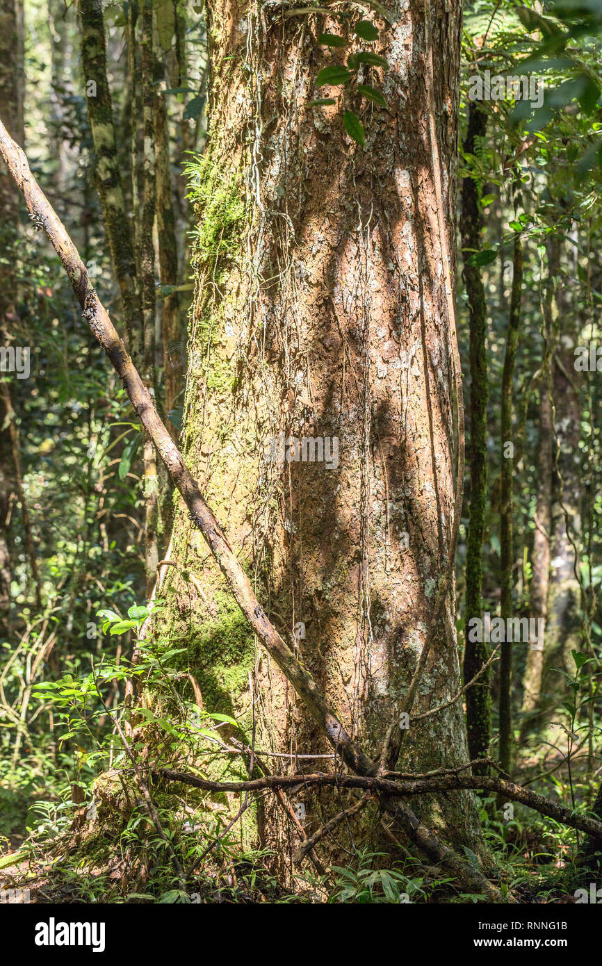 Tree trunk, Mantandia National Park, Madagascar Stock Photo - Alamy