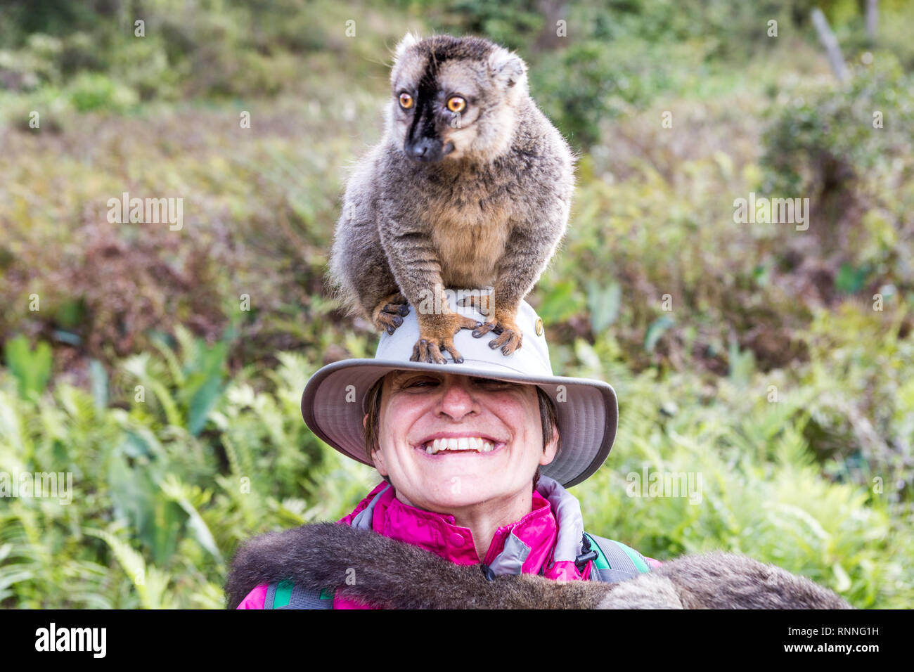 Eastern woolly lemur, Avahi laniger, aka woolly avahis or woolly indris ...