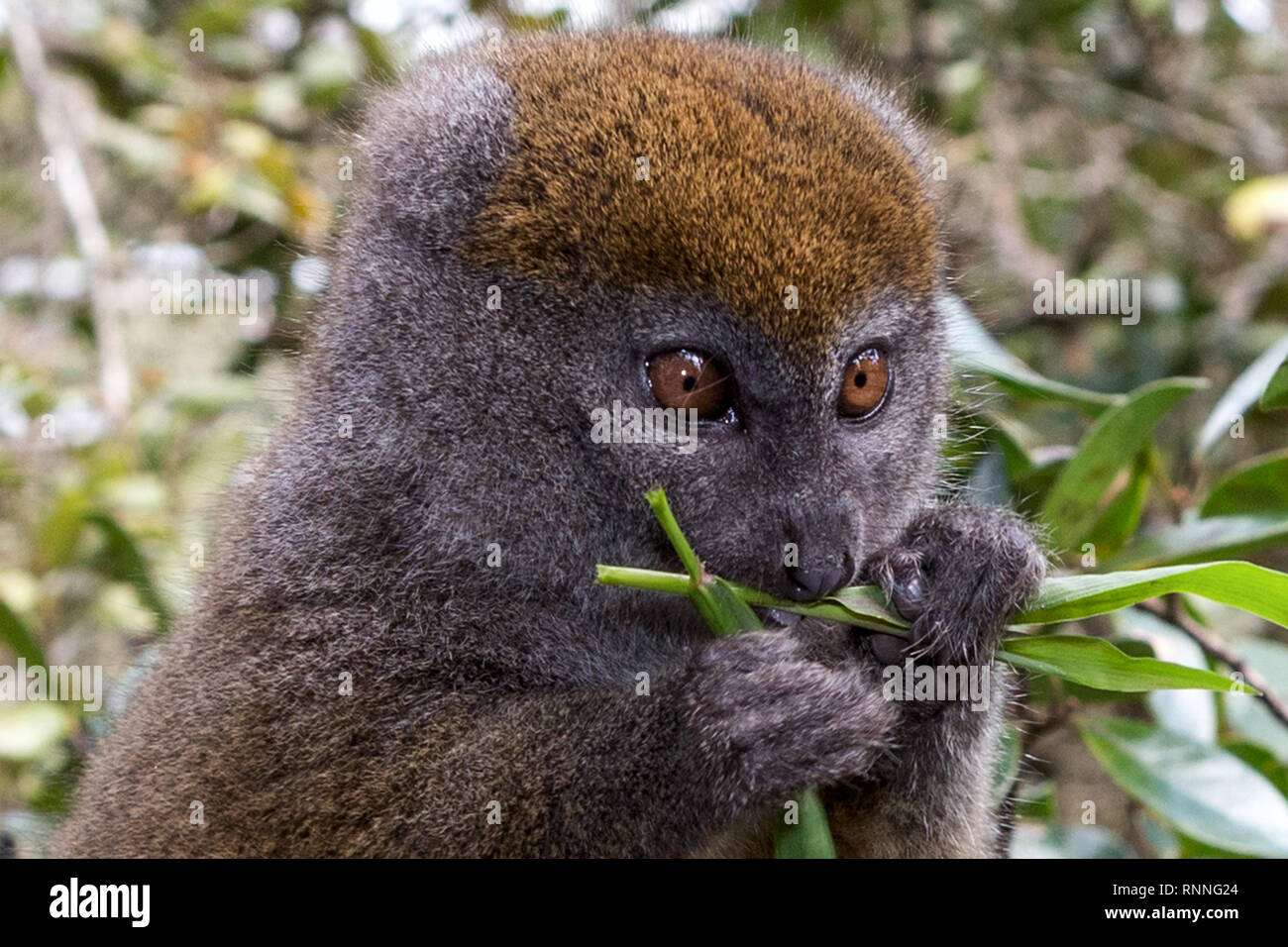 Bamboo Lemur (Hapalemur) eating grass Lemur Island Mantandia National ...