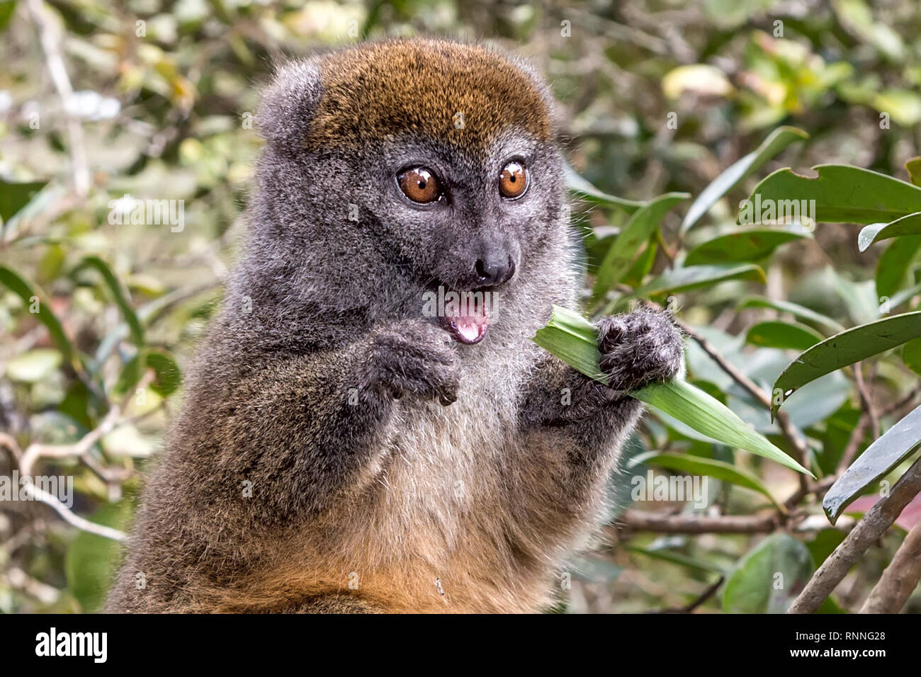 Bamboo Lemur or Gentle lemur, Hapalemur, Lemur Island, Mantandia ...