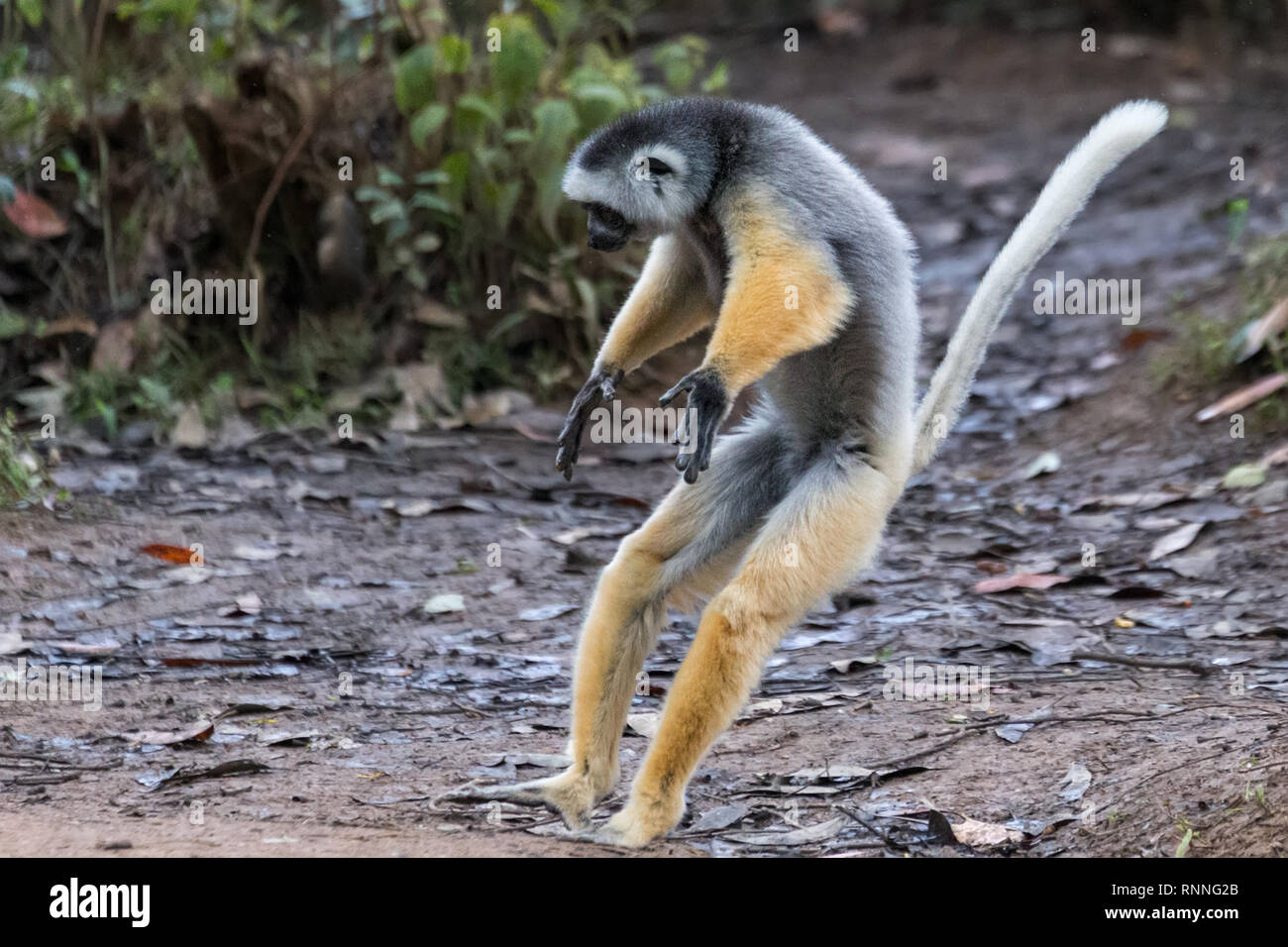 Madagascar lemur jumping hi-res stock photography and images - Alamy