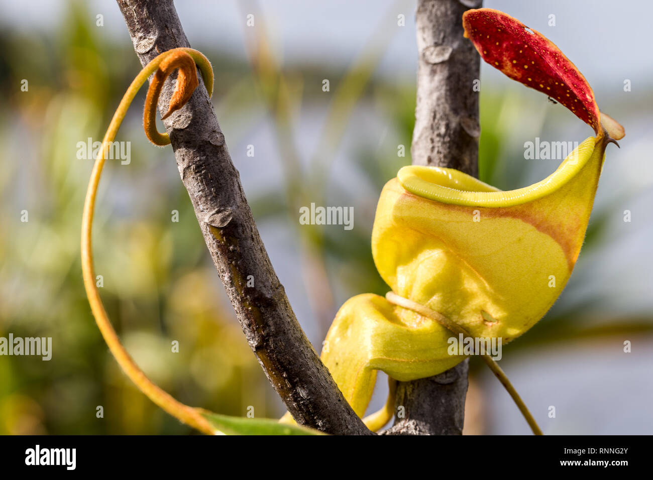Pitcher plants, Nepenthes madagascariensis, near Lake Ampitabe ...