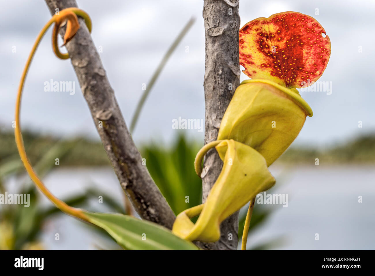 Pitcher plants, Nepenthes madagascariensis, near Lake Ampitabe ...
