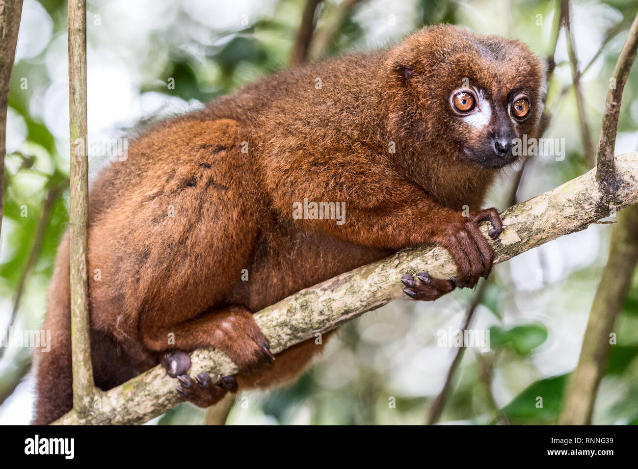 Male Red-bellied Lemur, Eulemur rubiventer, Palmarium reserve, Lake ...