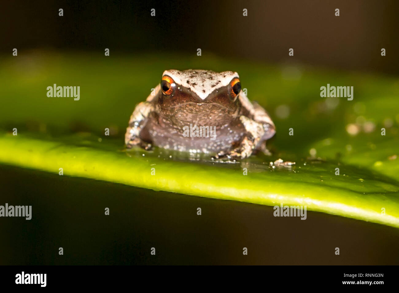 Bright-Eyed Tree Frog, Boophis madagascariensis, Forest floor Palmarium ...