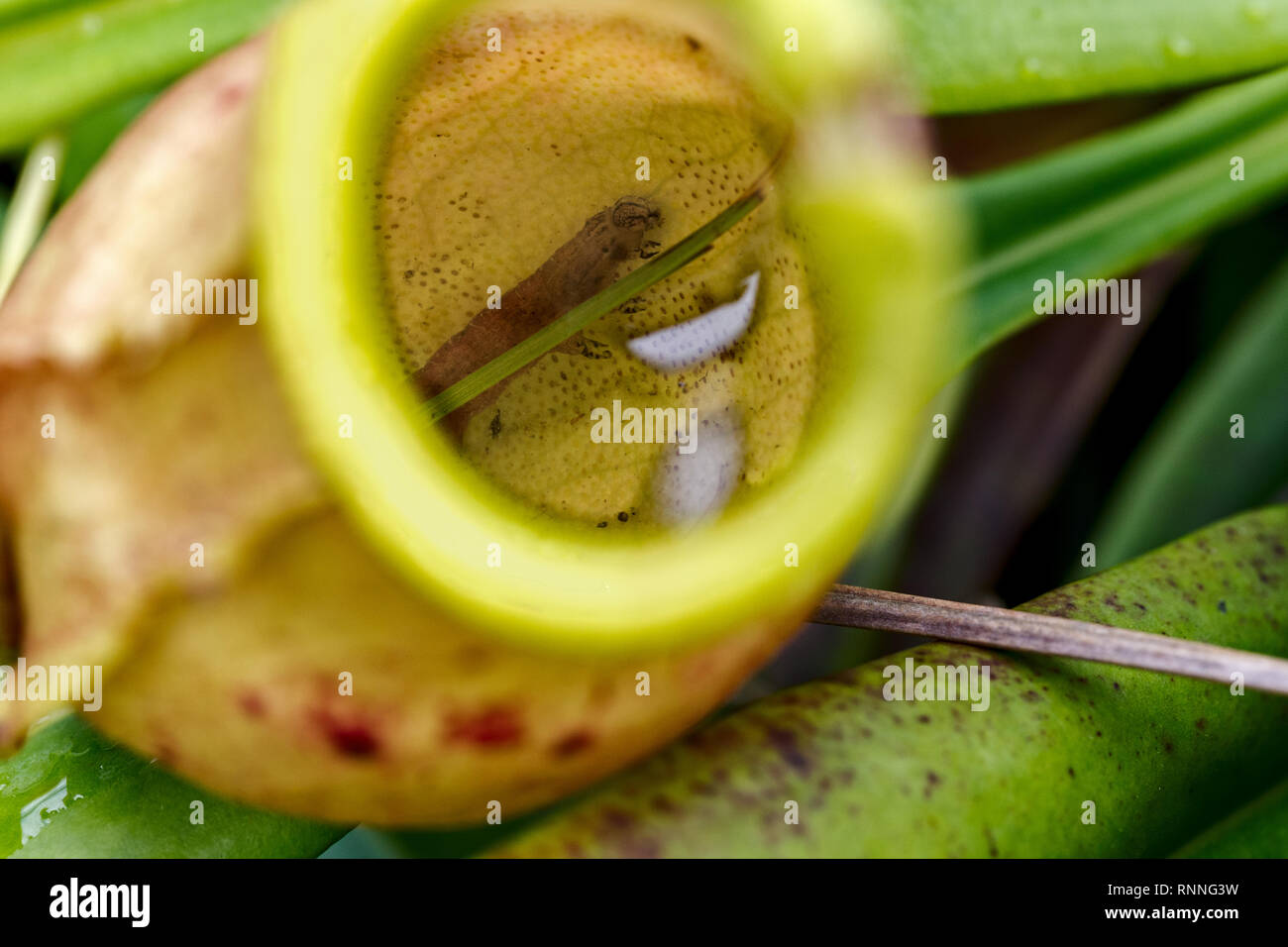 Pitcher plant, Nepenthes masoalensis digesting a caterpillar, Palmarium ...