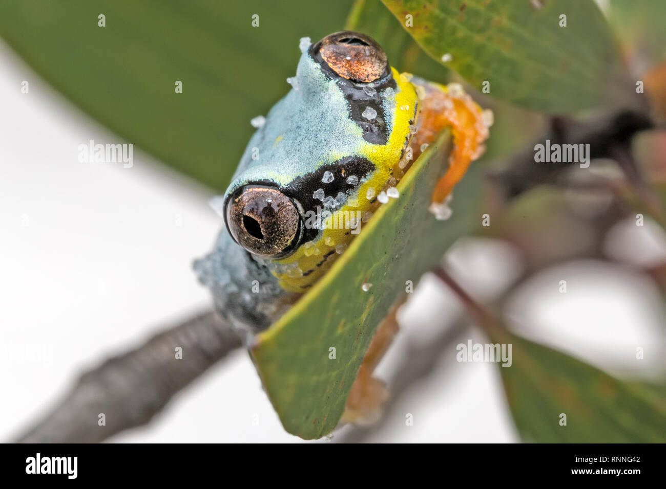Blue Back Reed Frog aka powder-blue reed frog, Heteruxalus ...