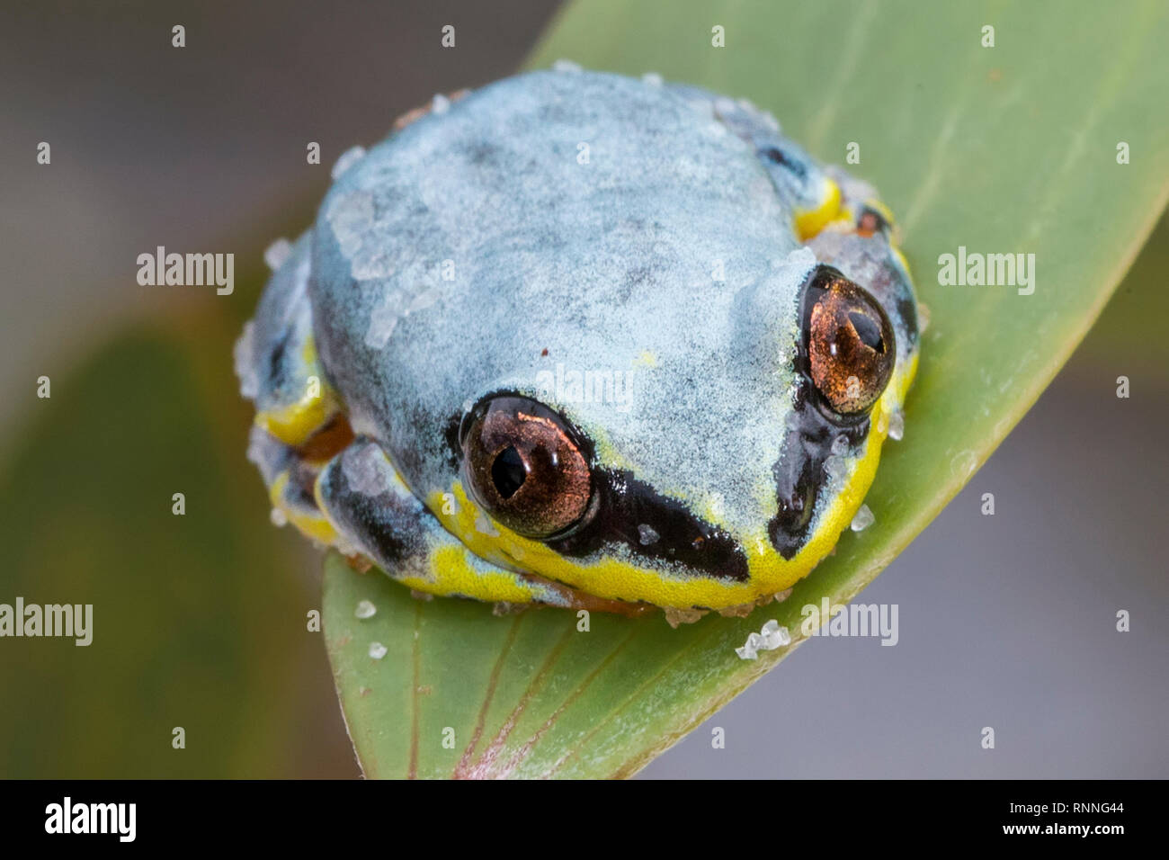 Blue Back Reed Frog Heteruxalus madagascariensis Palmarium reserve Lake ...