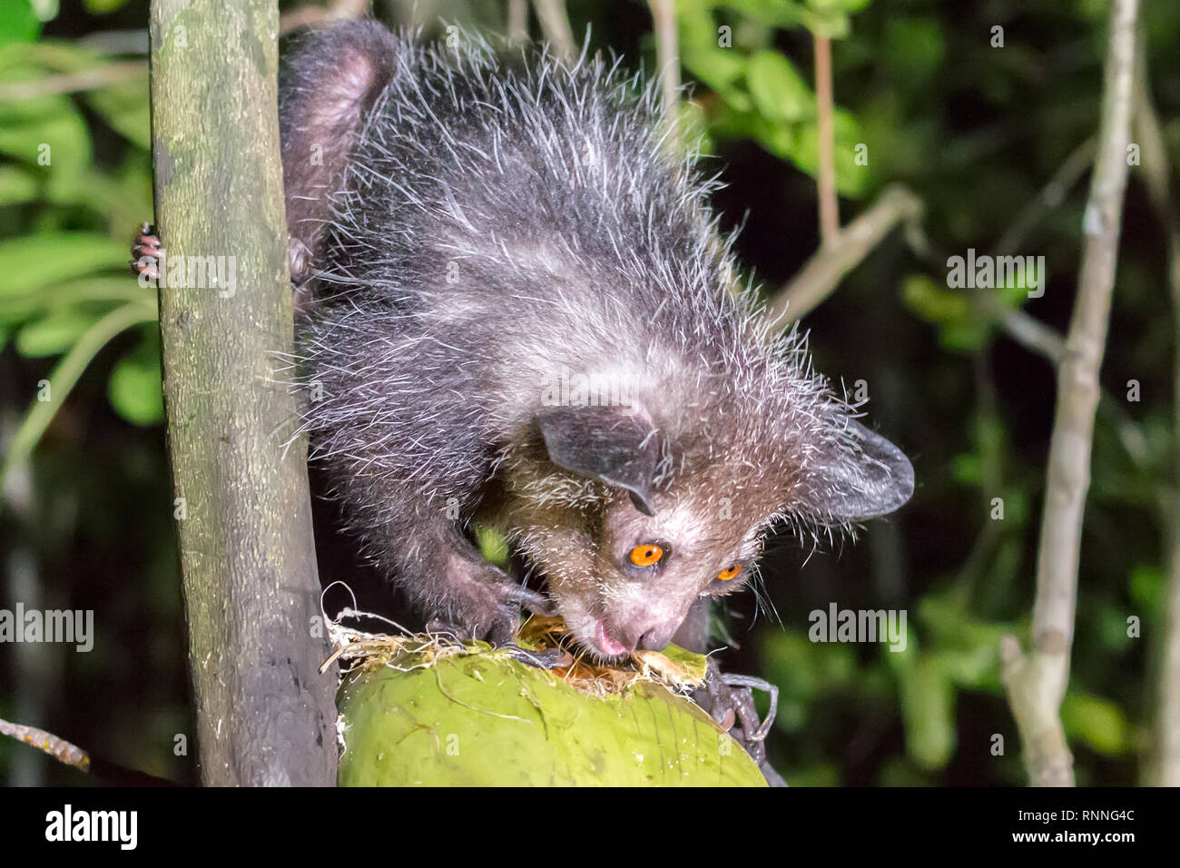 Aye aye lemur hi-res stock photography and images - Alamy
