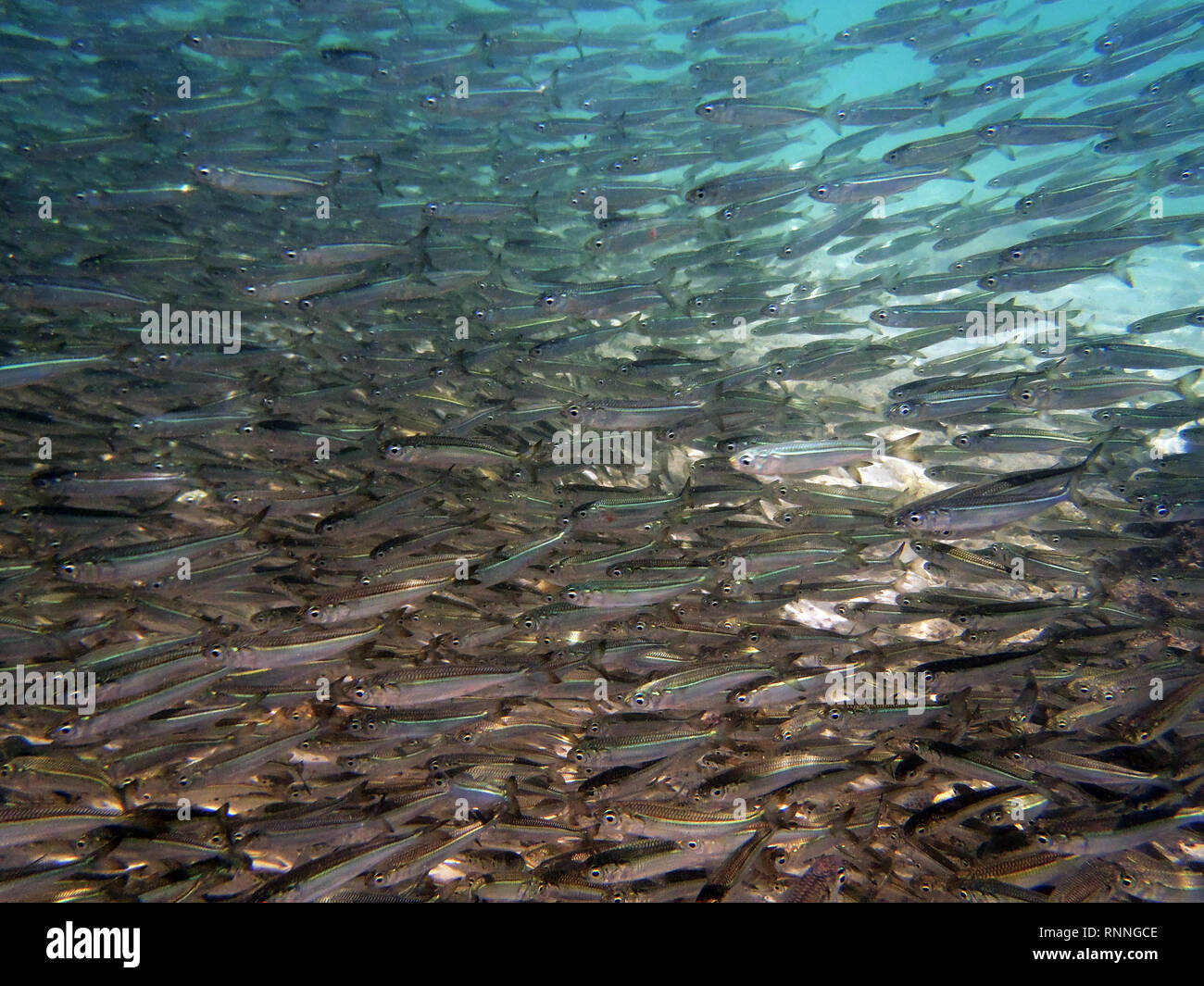 School of fish Stock Photo - Alamy