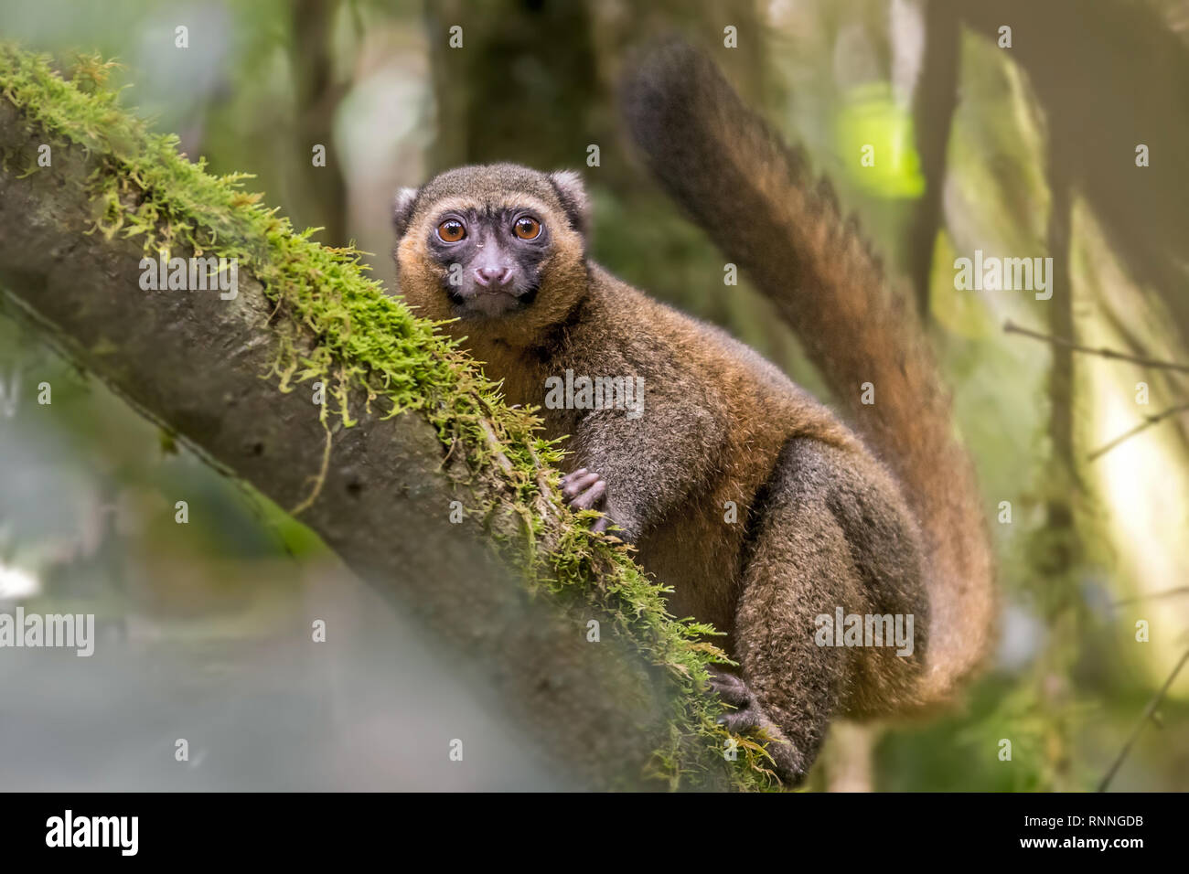 Golden Bamboo Lemur, Hapalemur aureus, Ranomafana National Park ...