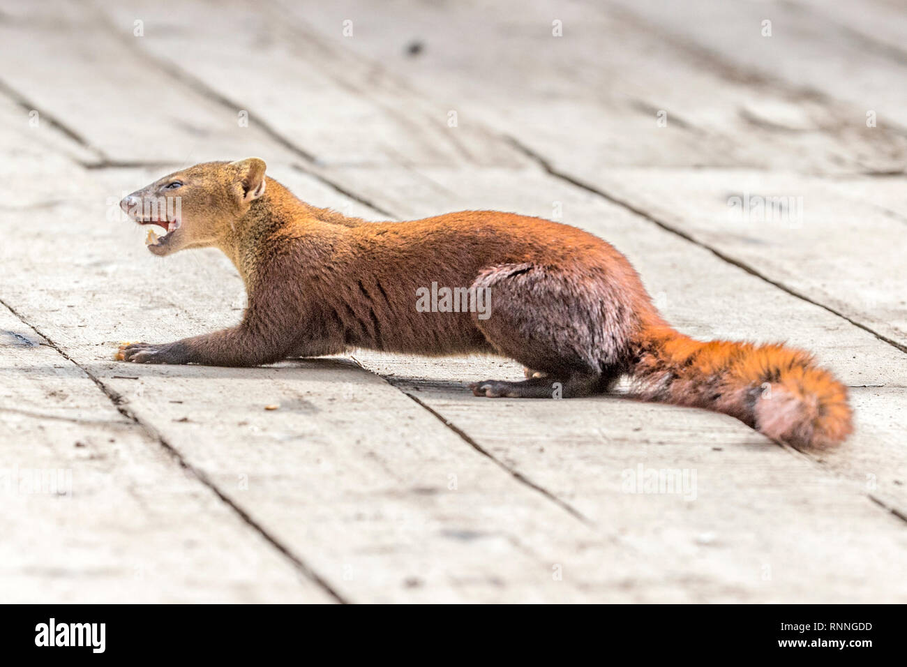 Ring-tailed mongoose, Galidia elegans, Ranomafana National Park ...