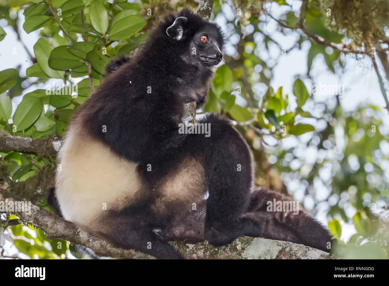 Milne-Edward's Sifika, lemur, Propithecus edwardsi, Ranomafana National ...
