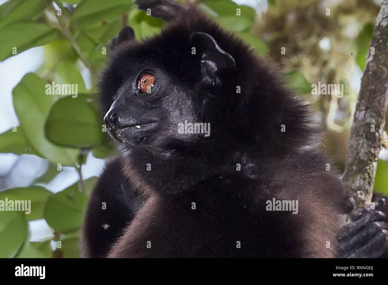 Milne edwards hi-res stock photography and images - Alamy