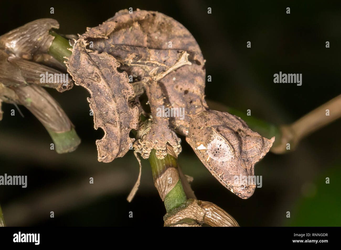 Male, Satanic Leaf-tail Gecko, Uroplatus phantasticus, Ranomafana ...