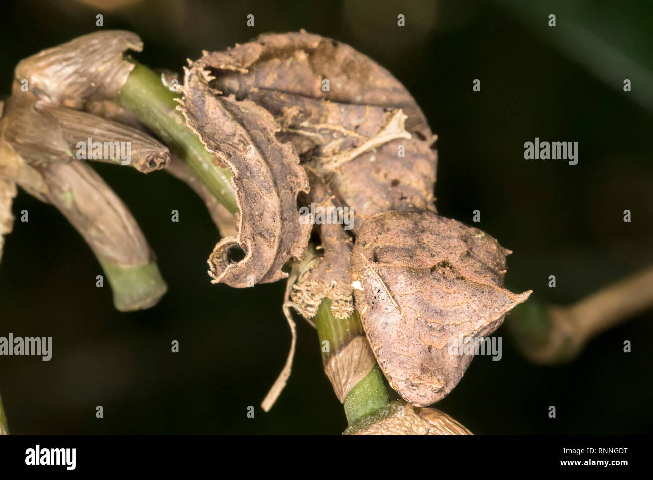 Male, Satanic Leaf-tail Gecko, Uroplatus phantasticus, Ranomafana ...