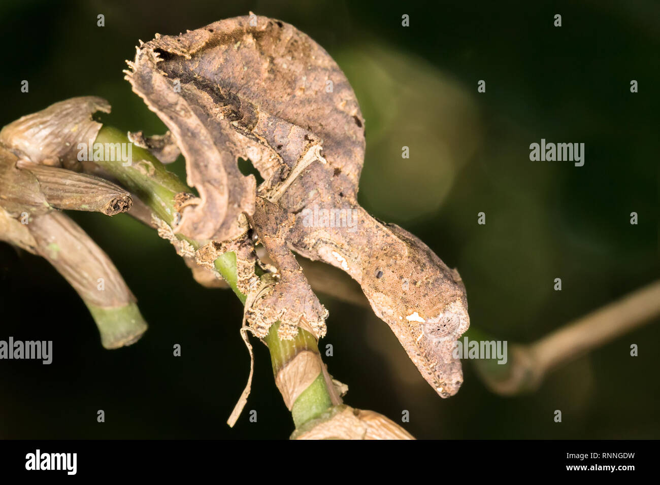 Male, Satanic Leaf-tail Gecko, Uroplatus phantasticus, Ranomafana ...