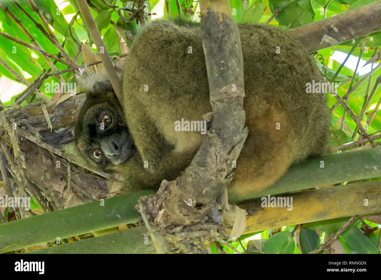 Greater bamboo lemur hi-res stock photography and images - Alamy