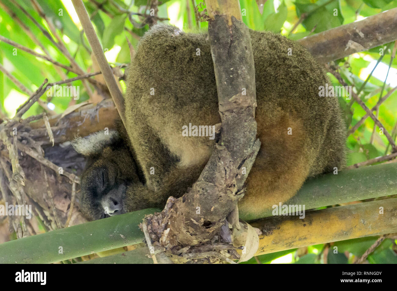 Greater Bamboo Lemur, Prolemur simus, Ranomafana National Park ...