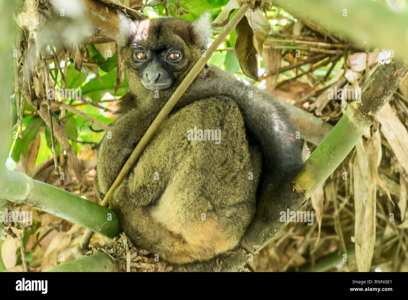 Greater Bamboo Lemur, Prolemur simus, Ranomafana National Park ...