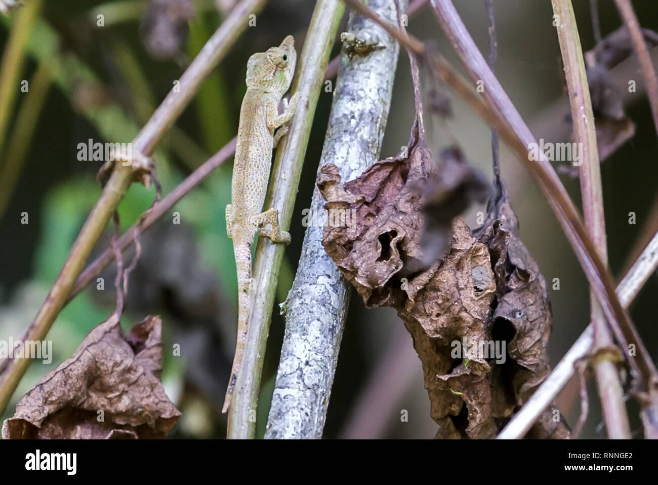 Short nosed deceptive chameleon hi-res stock photography and images - Alamy
