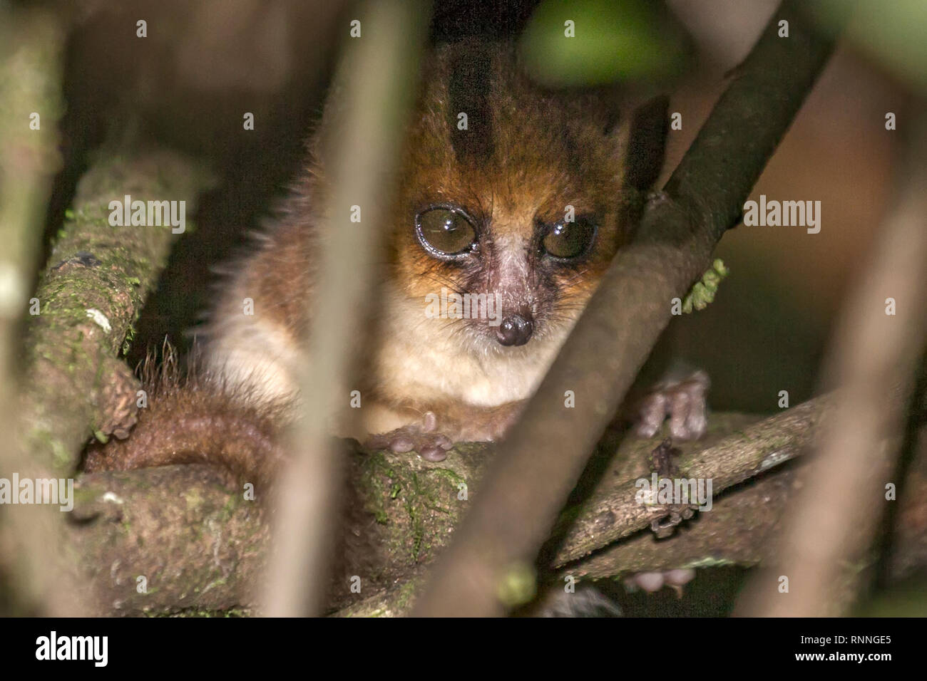 Mouse lemur at night, Ranomafana National Park Madagascar Stock Photo ...