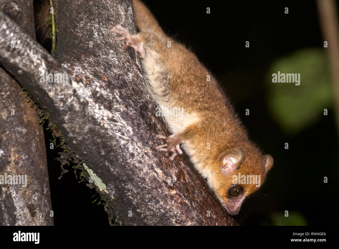 Mouse lemur at night, Ranomafana National Park Madagascar Stock Photo ...