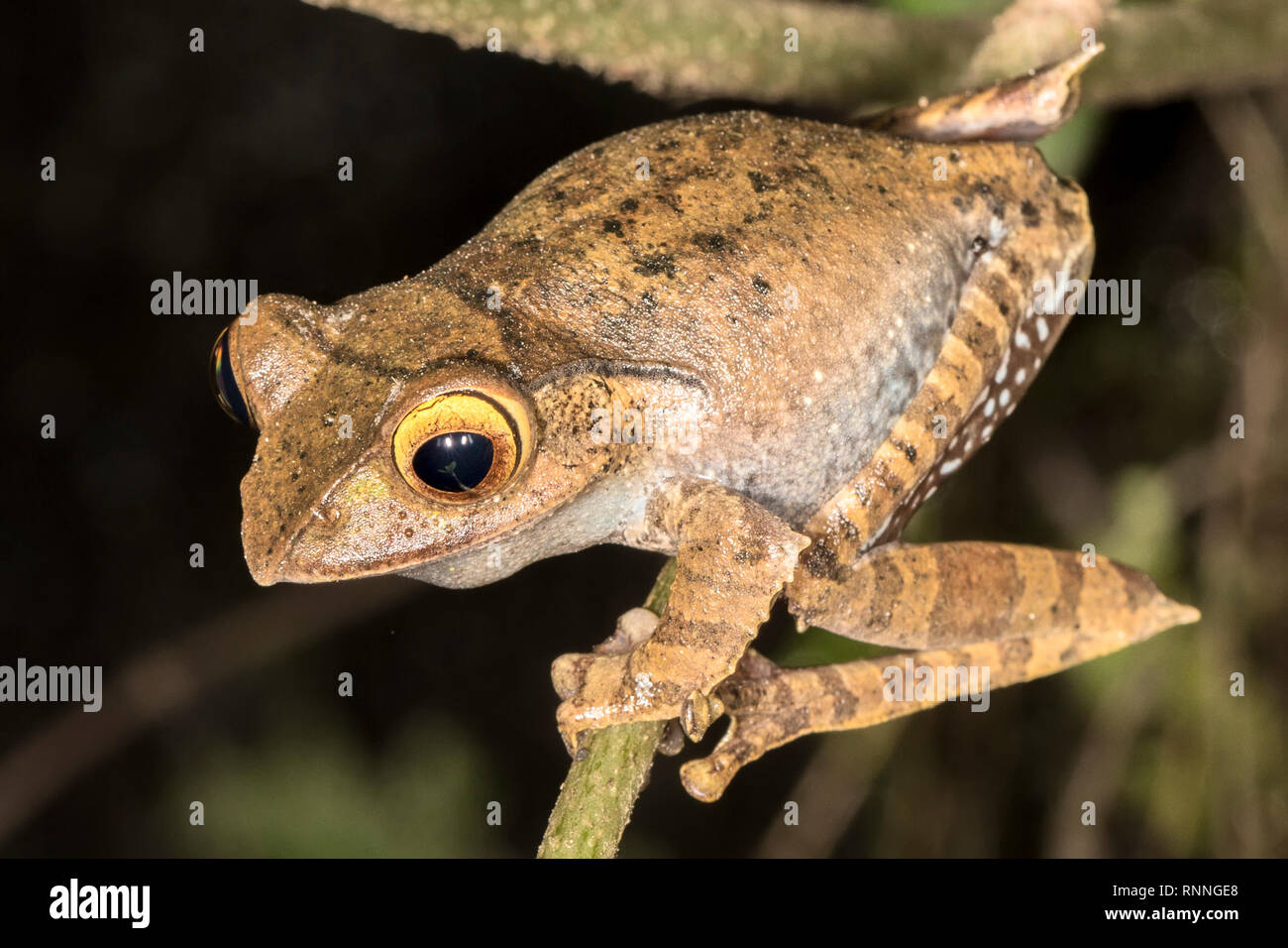 Bright eyed tree frog hi-res stock photography and images - Alamy