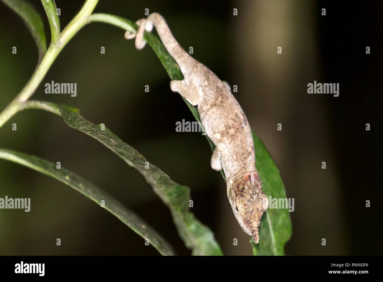 Short nosed deceptive chameleon hi-res stock photography and images - Alamy