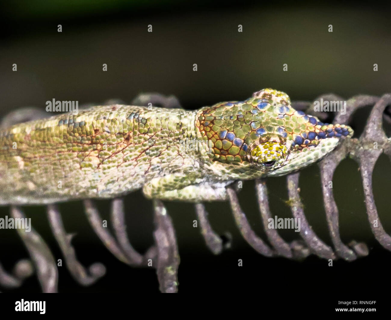 Short nosed deceptive chameleon hi-res stock photography and images - Alamy