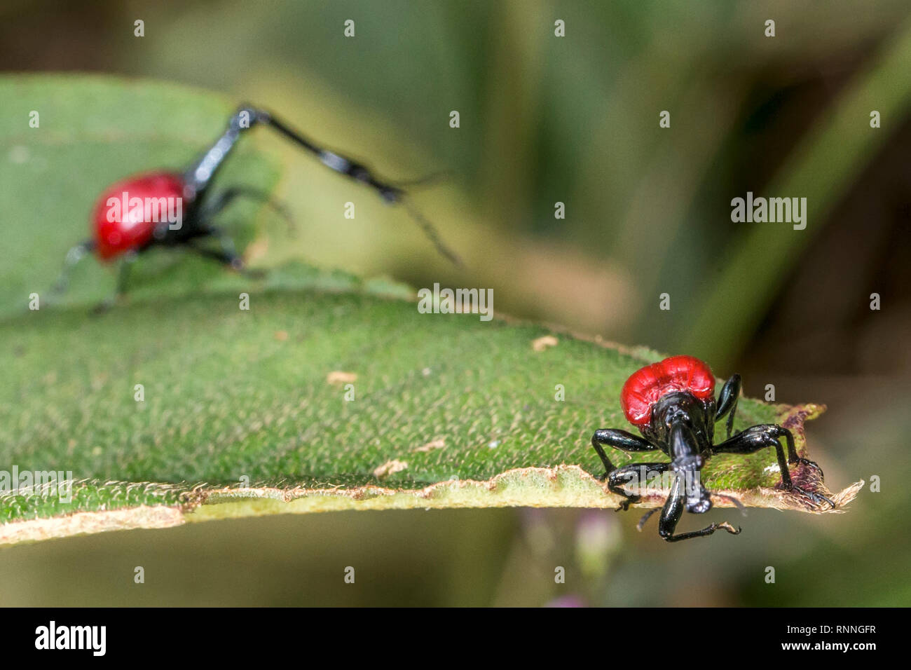 Female, Giraffe Weevil with male in rear, Trachelophorus giraffa ...