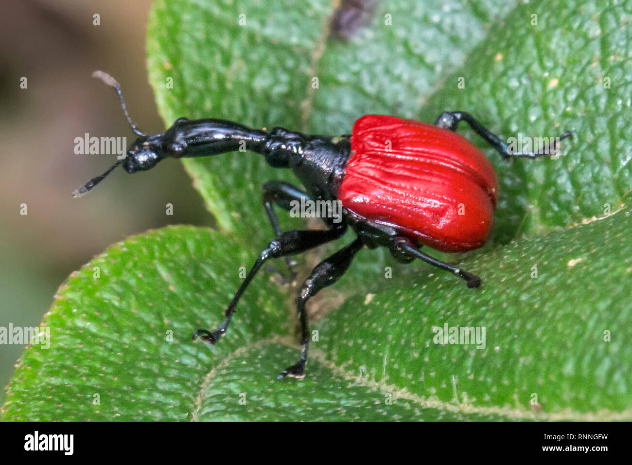 Female, Giraffe Weevil, Trachelophorus giraffa, Sahamalaotra Reserve ...