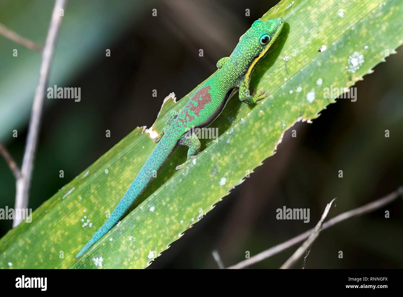 Day gecko and blue hi-res stock photography and images - Alamy